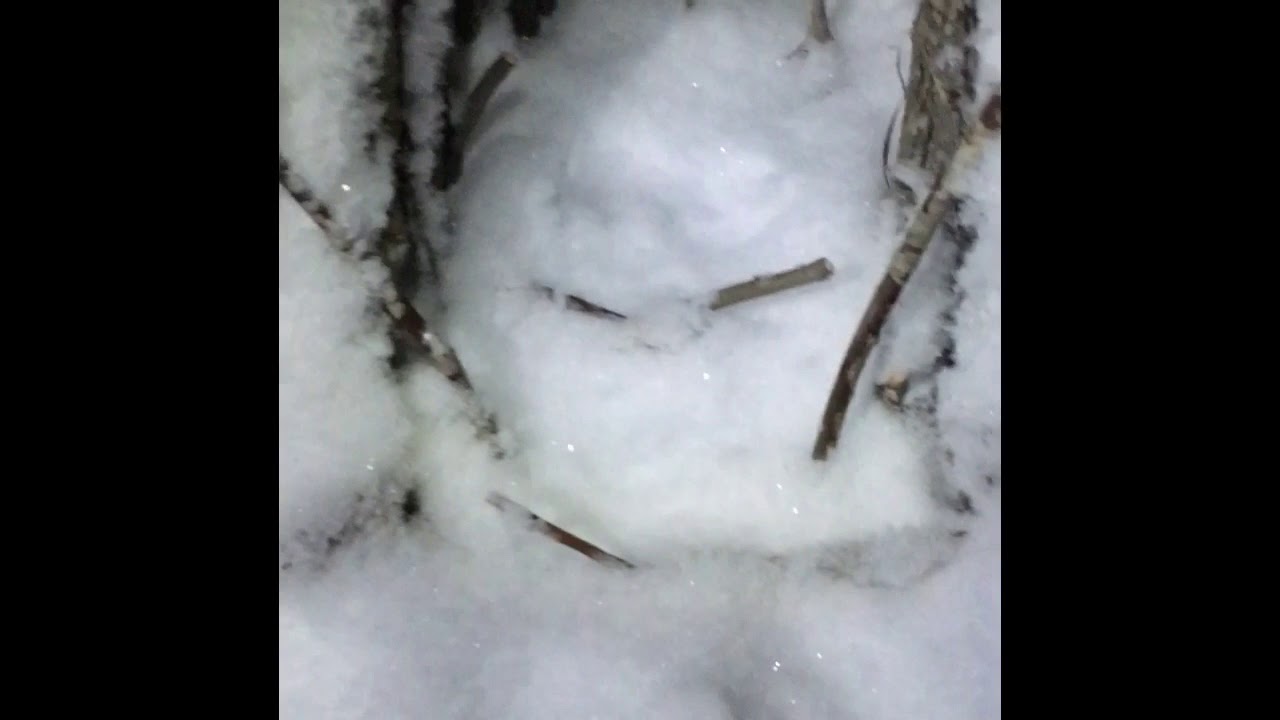 2017/18 lynx trapping #1 - YouTube