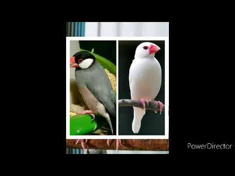 java,java breeding guide,how to java pair, java nesting,java soft food ...