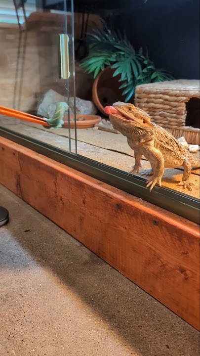 Beardie goes crazy for bugs #beardeddragon #lizard #reptiles #petlizard #petreptile - YouTube