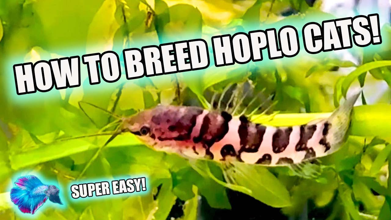 HOW TO BREED HOPLO CATFISH! Megalechis thoracata - YouTube