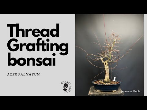 Thread Grafting Bonsai - YouTube