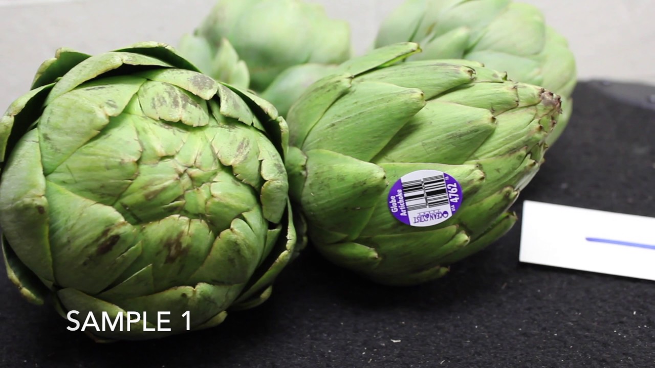 Artichoke Judging (FFA Vegetable Crops) - YouTube