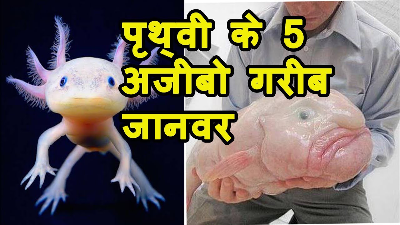 दुनिया के 5 अजीबो गरीब जानवर । top 5 unique animal dunia#ajeeb janvar ...