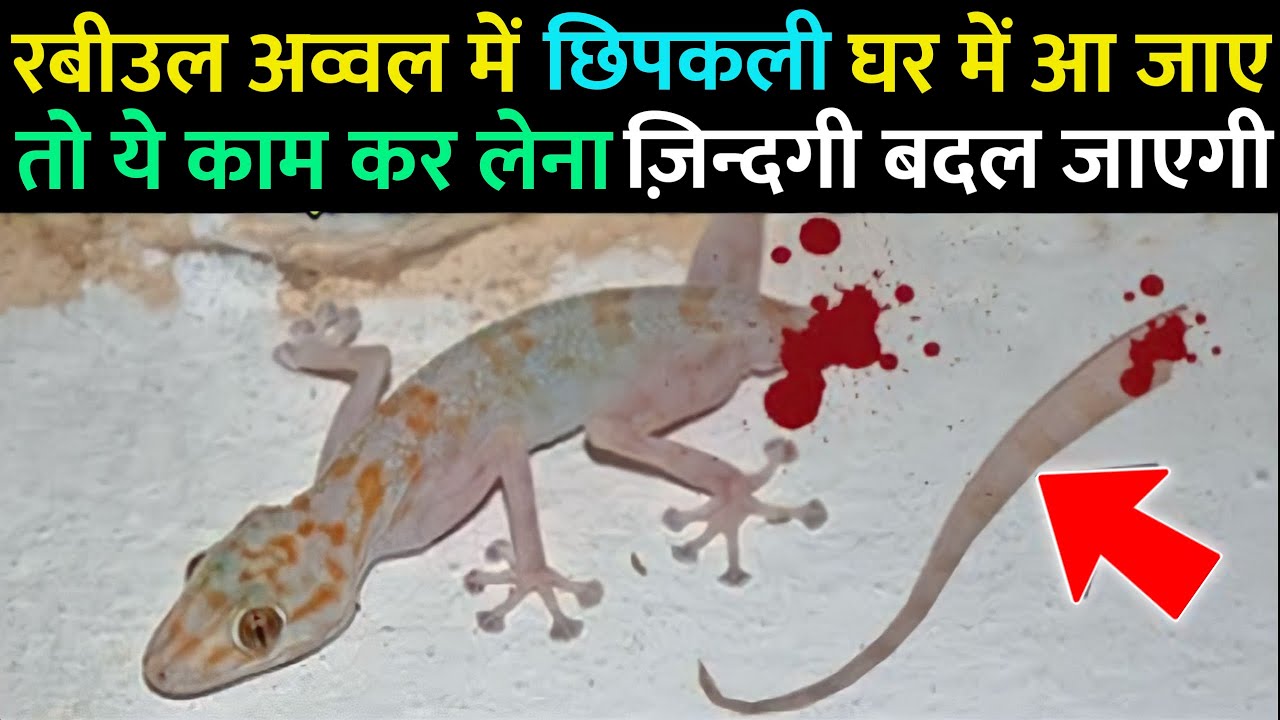 Chipkali को मारने का कितना सवाब मिलता है ? Hindi Islamic Channel - YouTube