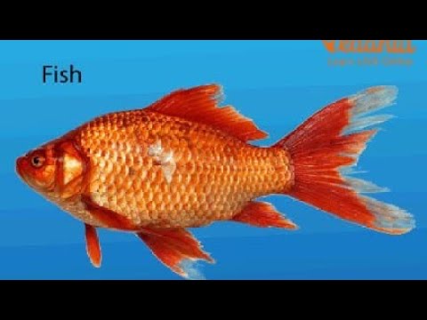 WHAT a Surprise!!! iam marwa receiving fish as guests. OMG!!! - YouTube