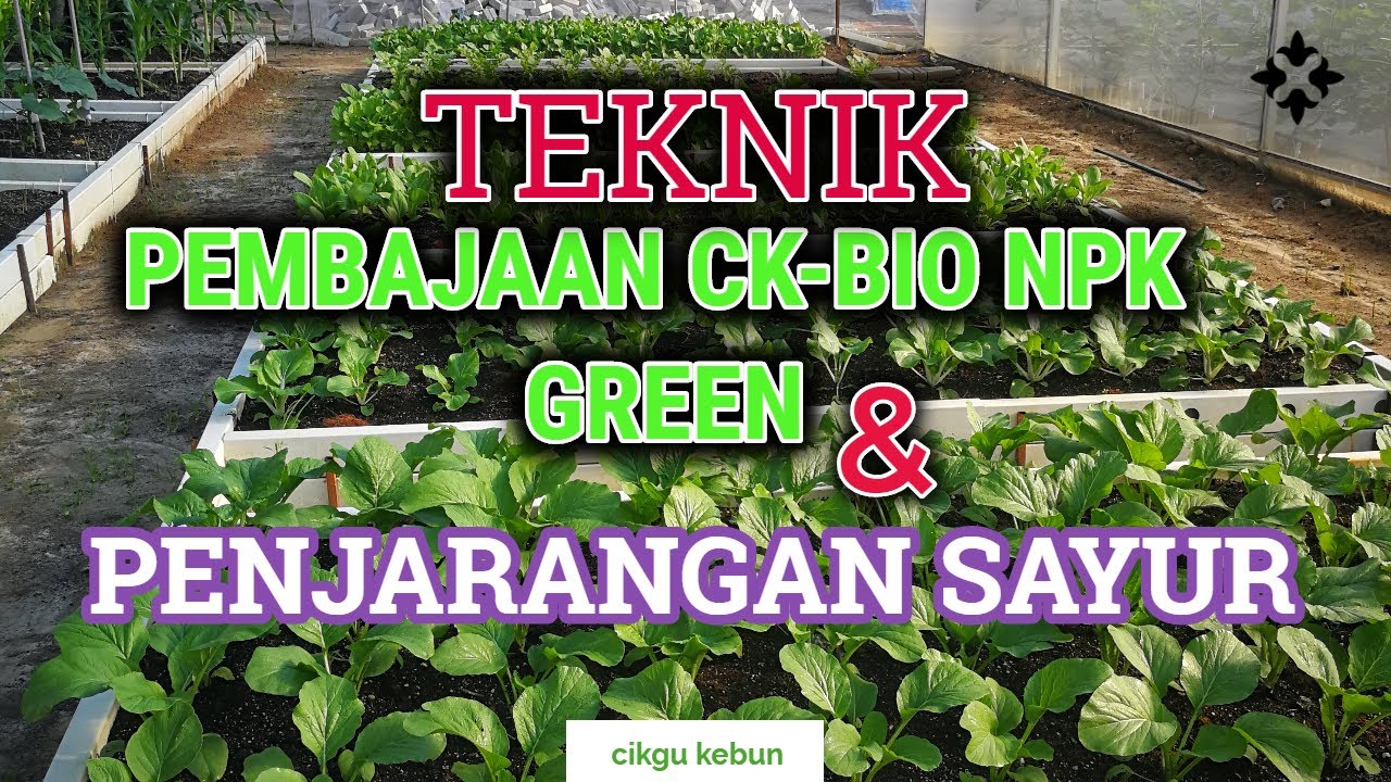 Teknik Pembajaan Bio NPK Green & Cara Penjarangan Sayuran - YouTube