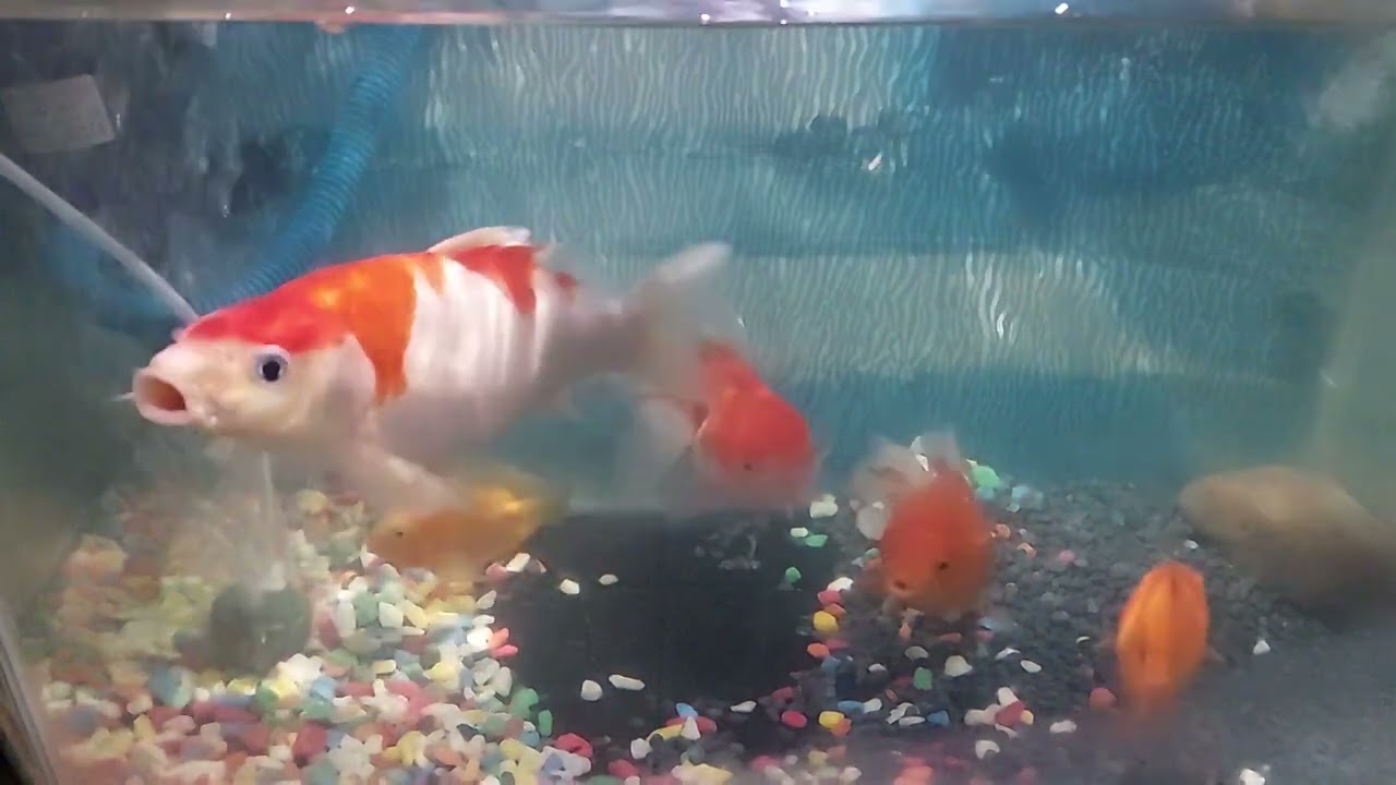 wonderful fish - YouTube