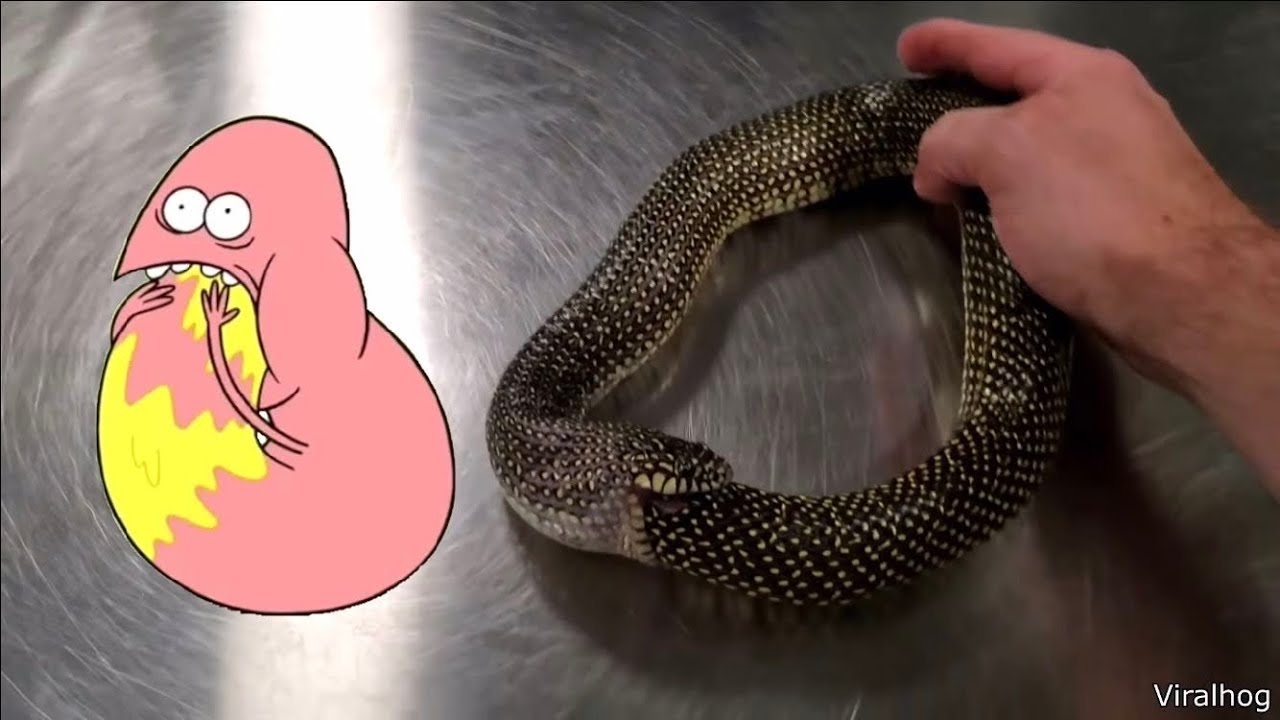 A snake did the Regular Show hotdog thing IRL - YouTube