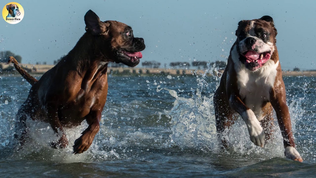 Boxer Rex And Tuva's Wonderful Playtime At The Beach ️ ️😎 - YouTube