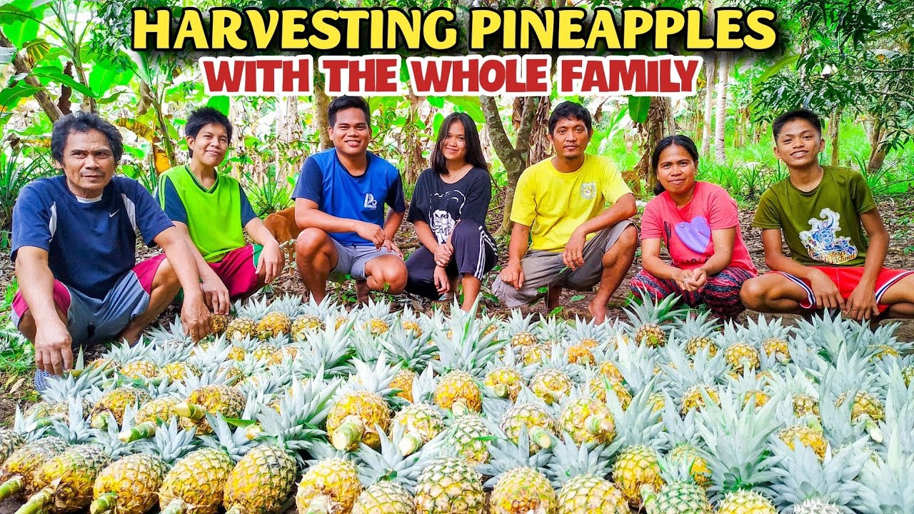 Harvesting Pineapples With The Whole Family | Pineapple Farming In The ...