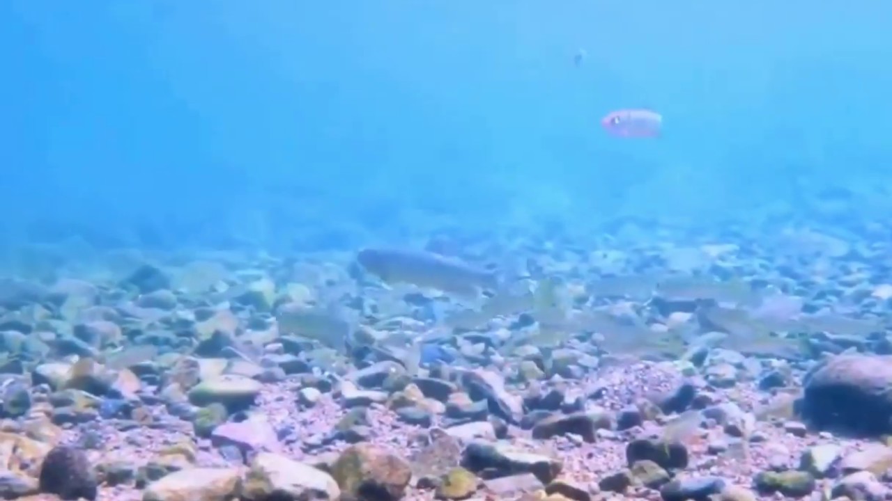 Chinese hooksnout carp （Opsariichthys bidens） - YouTube