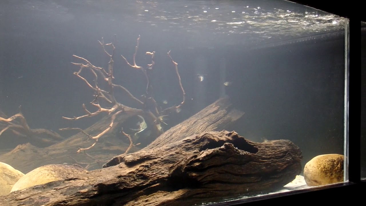 THE MOST AMAZING DIY PLYWOOD AQUARIUM "I ever built" - YouTube