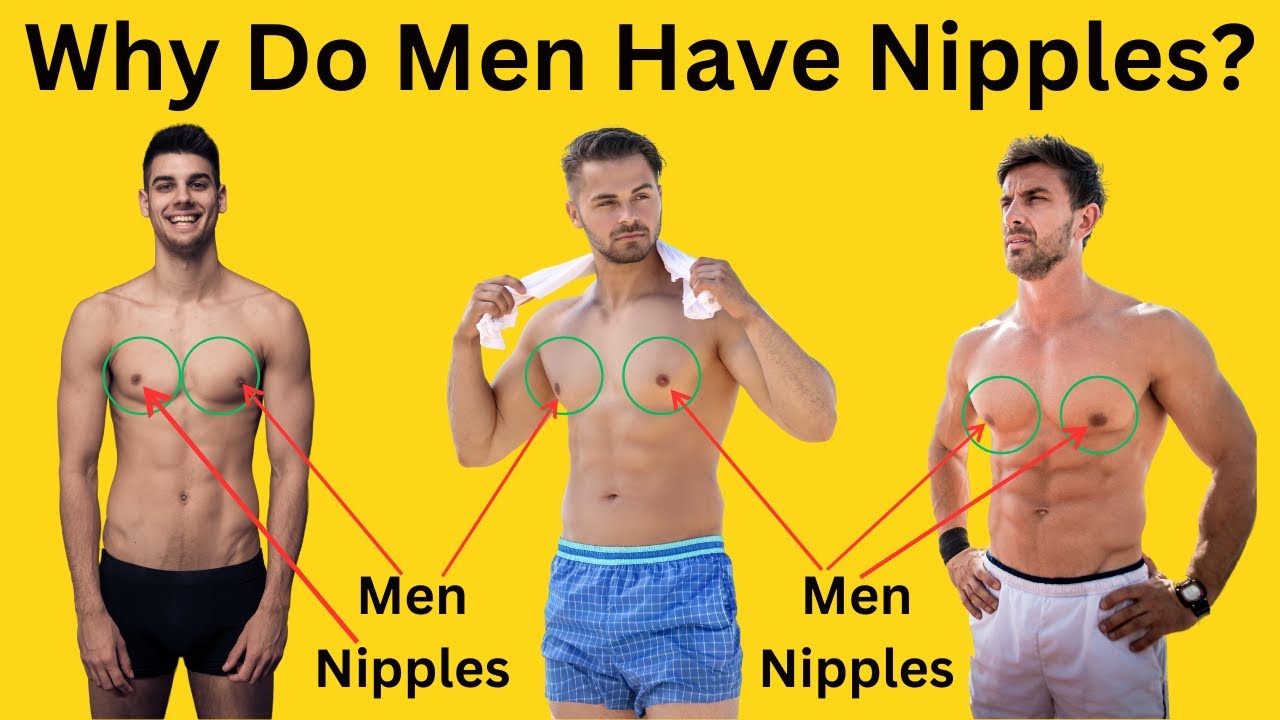 Why Do Men Have Nipples | Why Do Male Have Breasts | BZU Science - YouTube