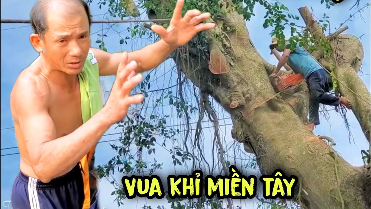 Thầy Trò Vua Khỉ Chuyến Này Khó Rồi Cưa Cây Gặp Toàn Cây Khó. Cut Down ...