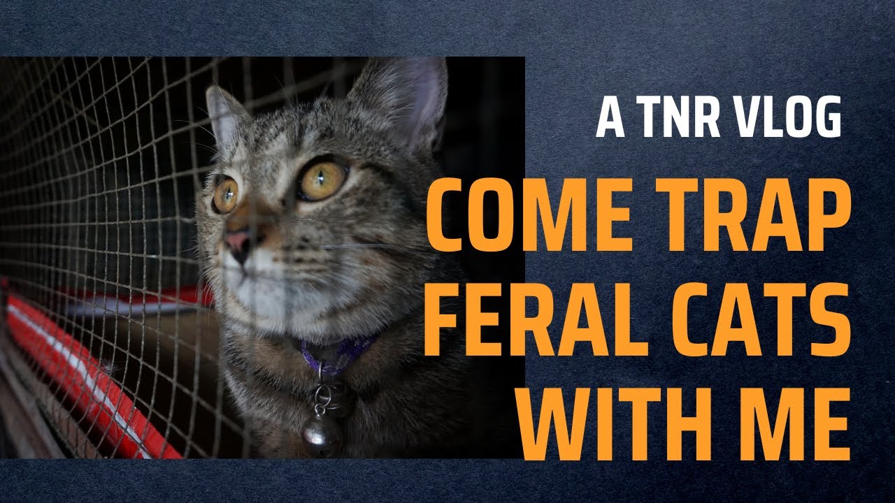 Come trap cats with me! How many cats will we catch for TNR? - YouTube