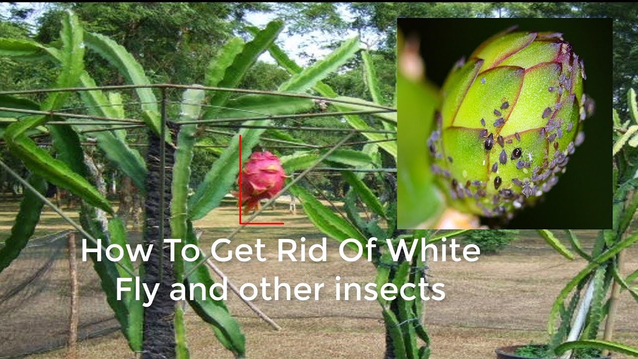 How To Get Rid Of White Fly and Other Insects on Dragon Fruit - YouTube
