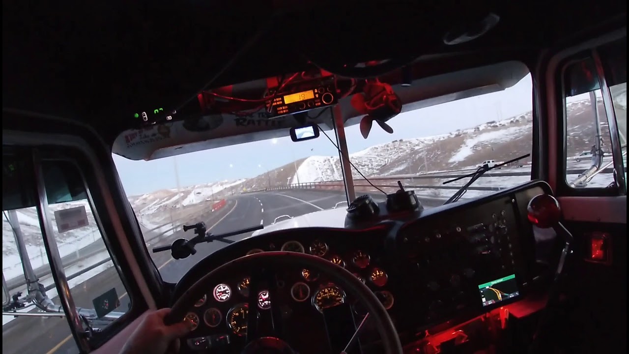 Custom Peterbilt 359 Hauling Cattle Locally - YouTube