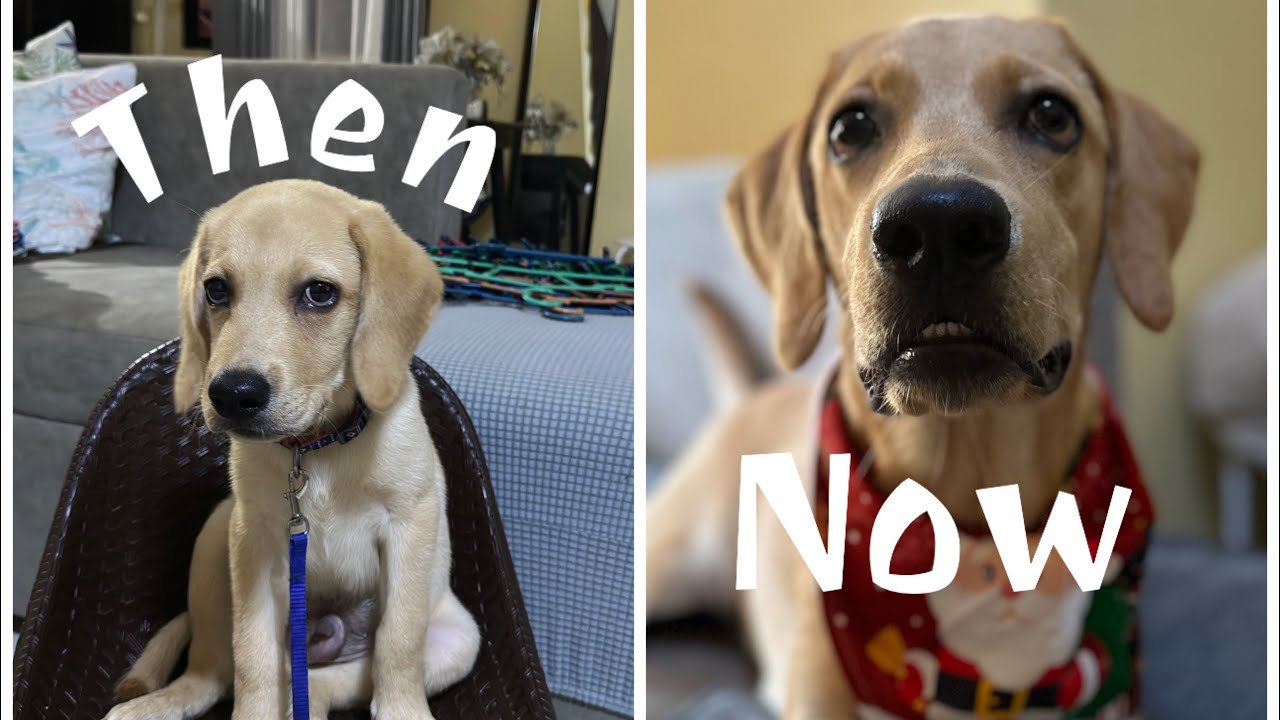 Snippets of Labrador growing up - 2 to 7 months old! - YouTube