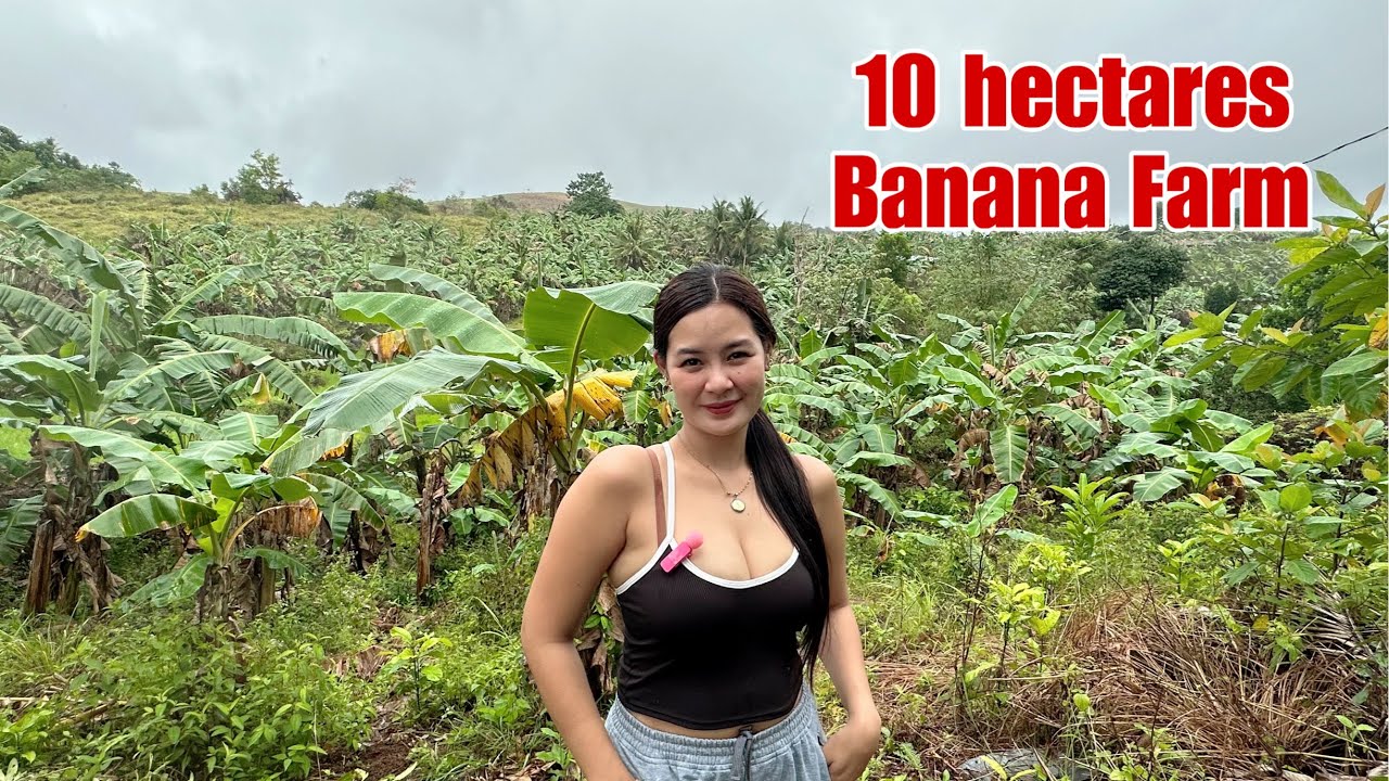 20,000 puno nang Saging na ang aking natanim! - YouTube