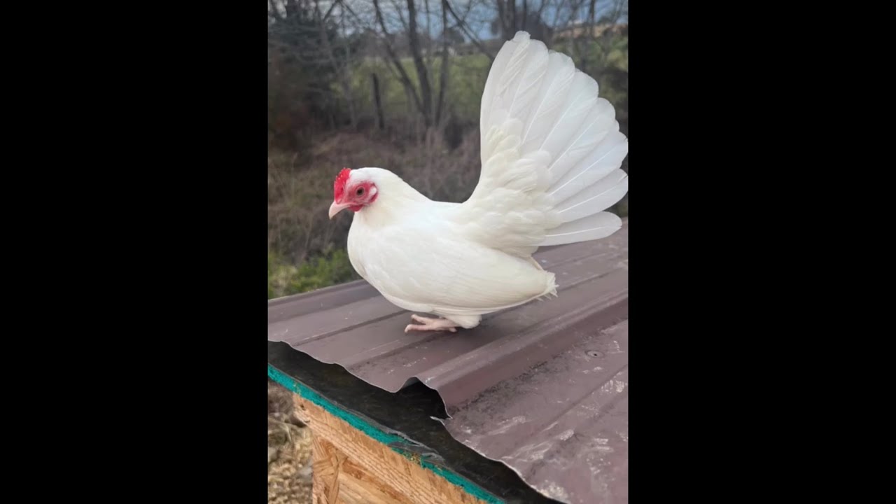 Trying out new pine shaving for our Old English game and Azteca bantams ...