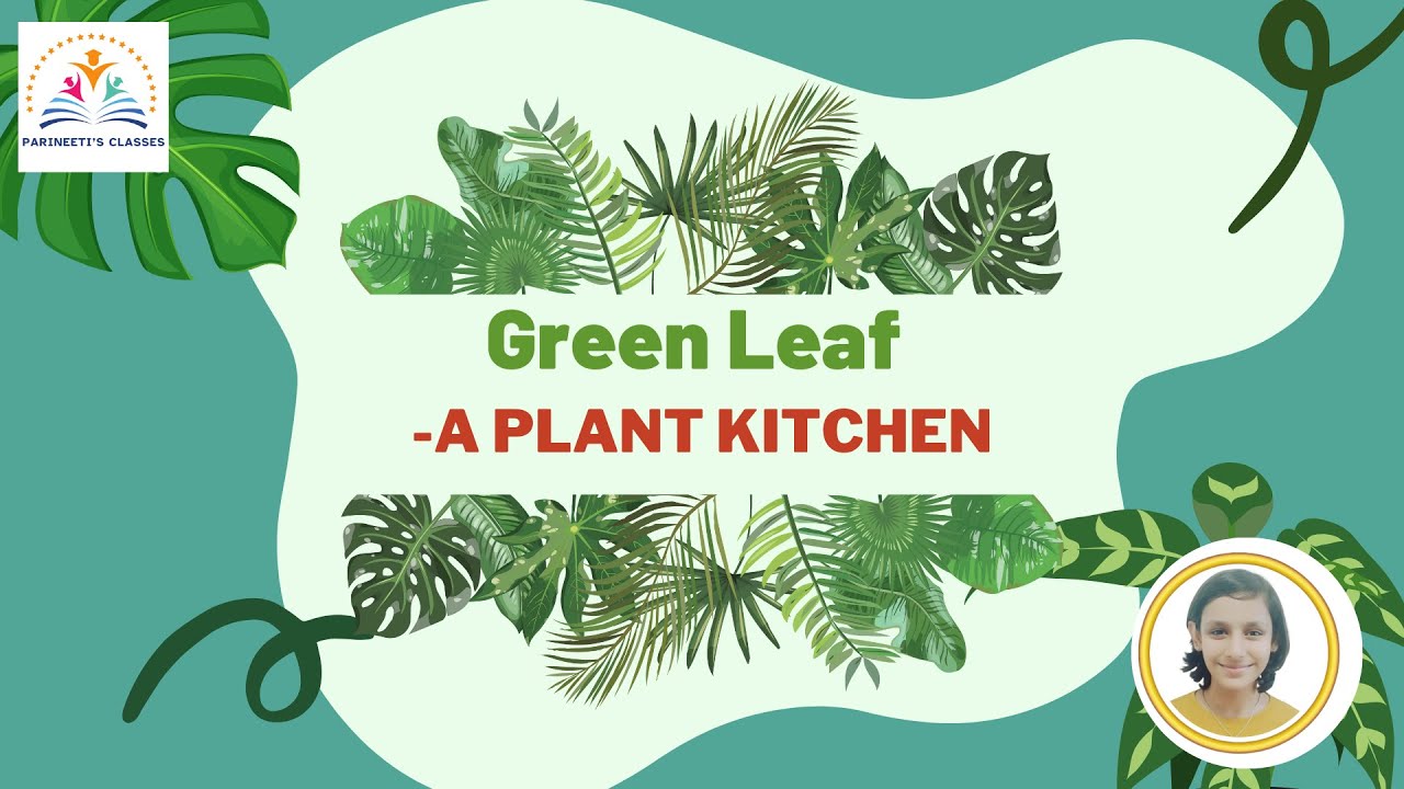 Green Leaf A plant kitchen - YouTube