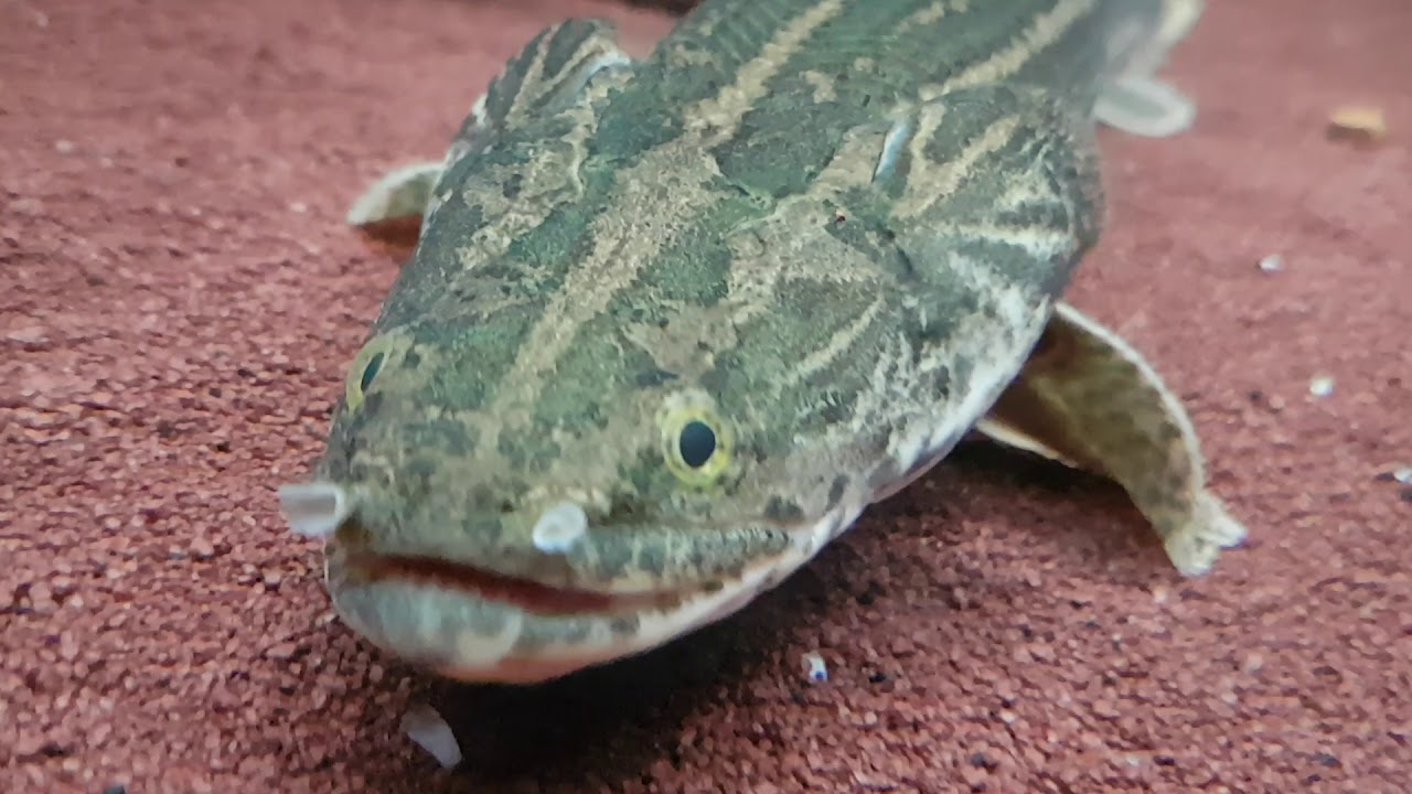 Polypterus Bichir Bichir - YouTube