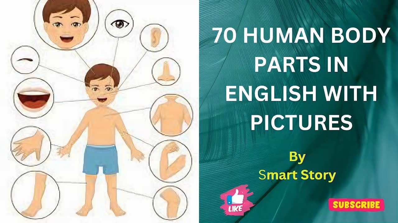 Body parts vocabulary || 70 Human Body Parts names in English with ...