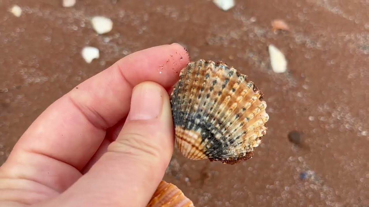 PAIGNTON-DEVON-ENGLAND/ 4K Walking Tour/ Paignton Beach/The Harbour ...