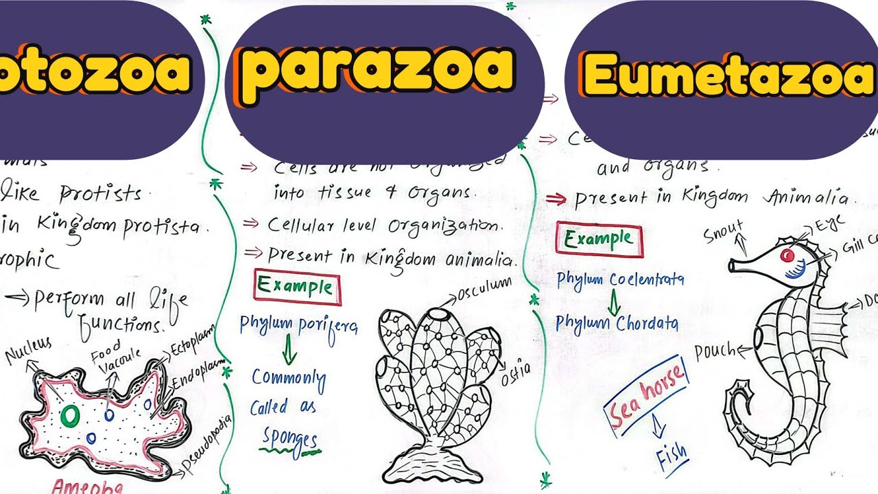 Protozoa, parazoa, metazoa. - YouTube