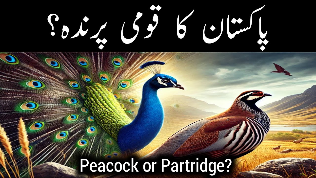 Why Pakistan’s National Bird is the Partridge, Not the Peacock ...
