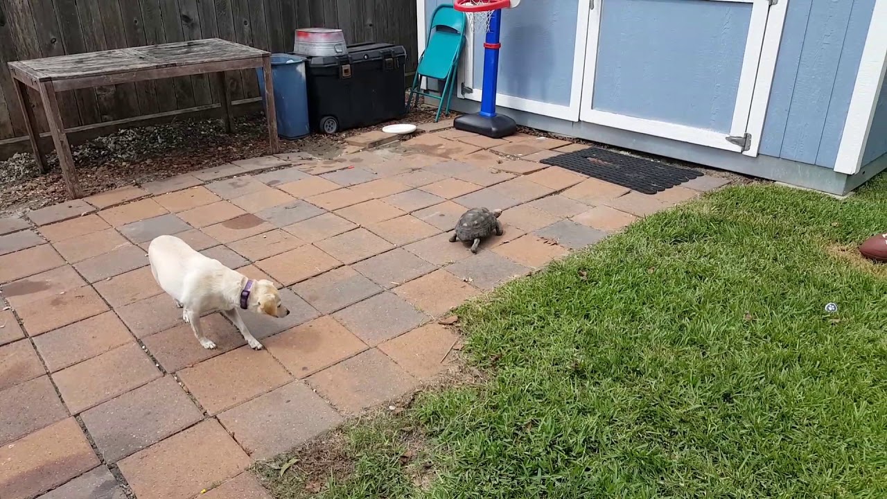 Turtle chasing dog - YouTube