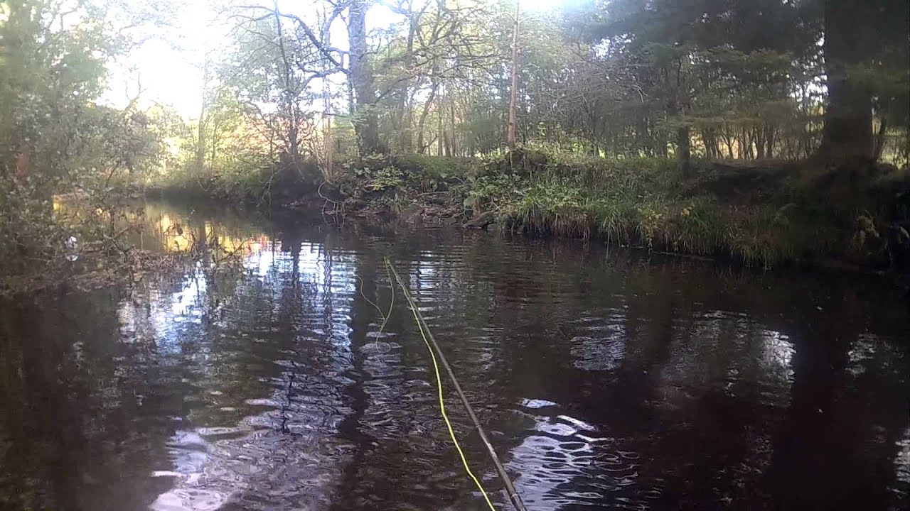 Small stream fly fishing for Wild brown trout - YouTube