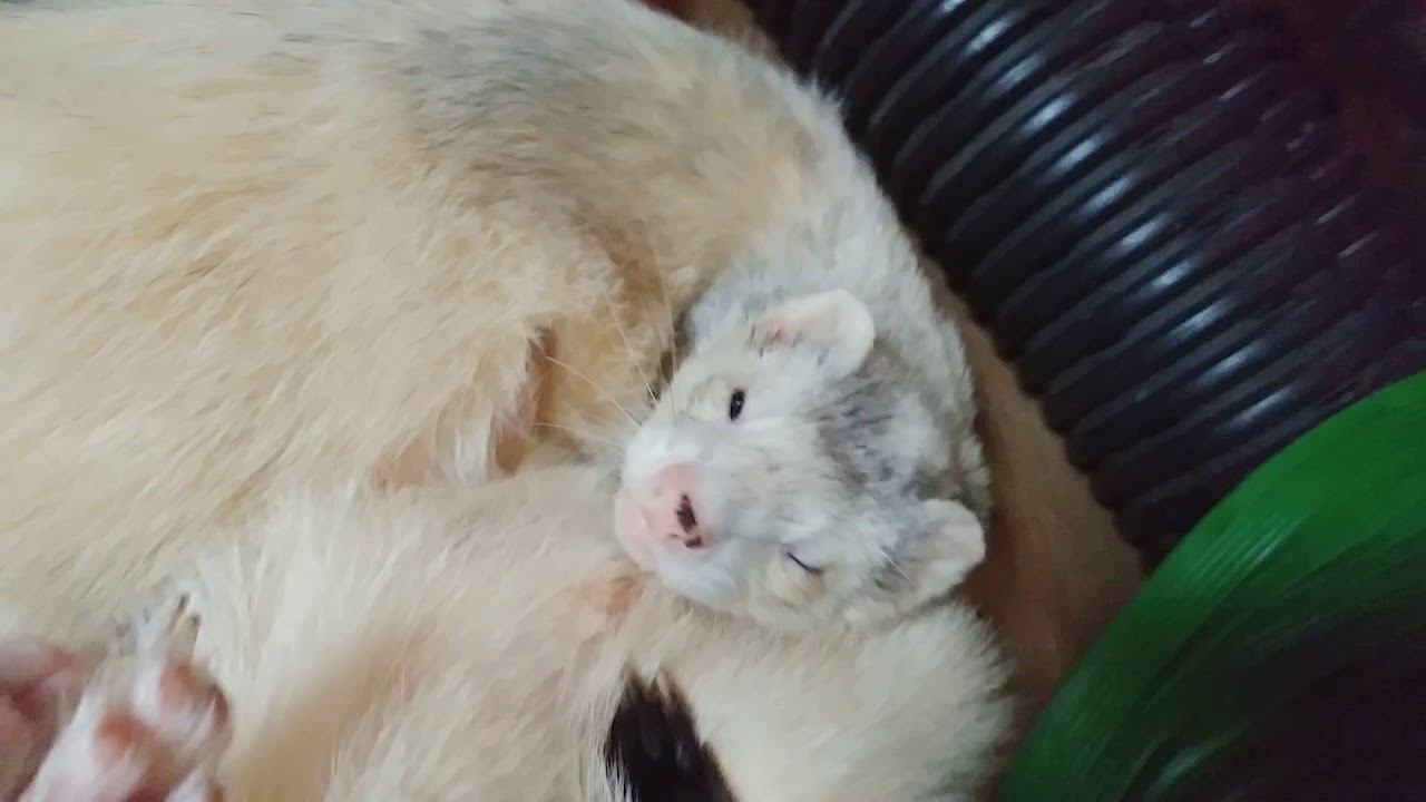 Sleepy Weasels - YouTube