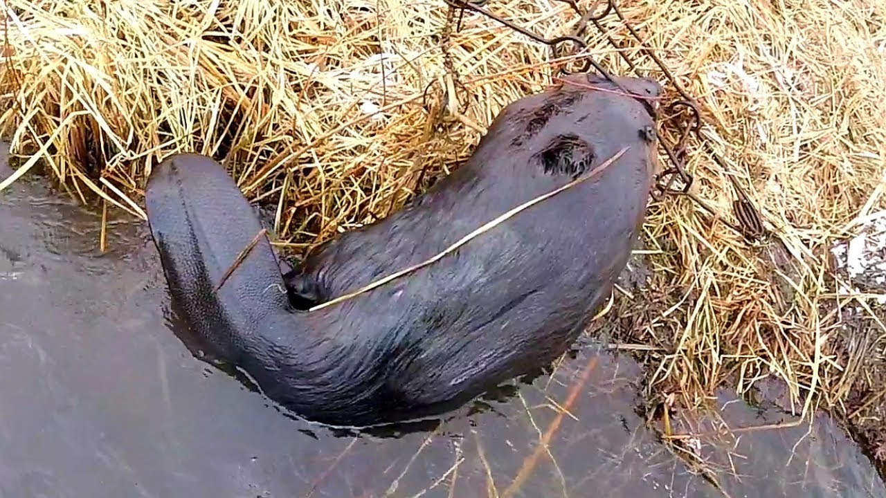 Spring Beaver Trapping 2020 Part 2 Castor. and Conibears Produce Big ...