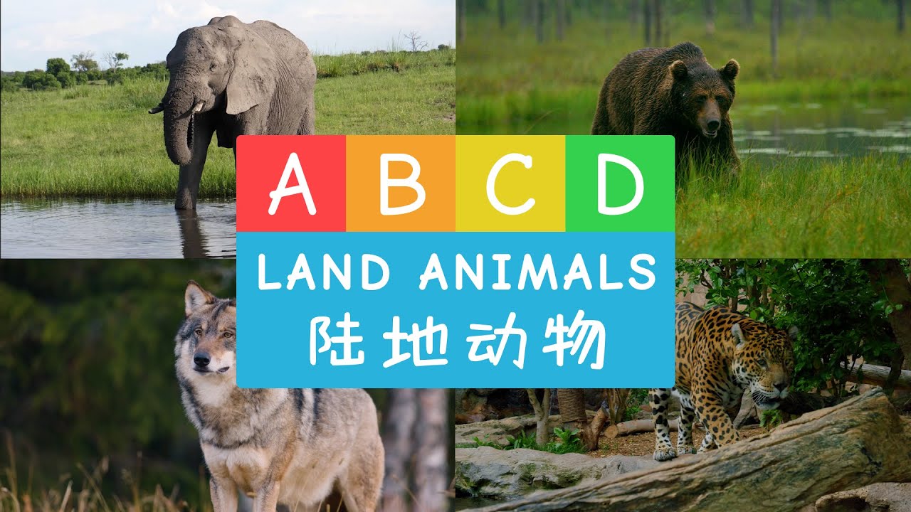ABC to Z of Land Animals | ABCD陆地动物: A Bilingual Alphabet with Animals ...