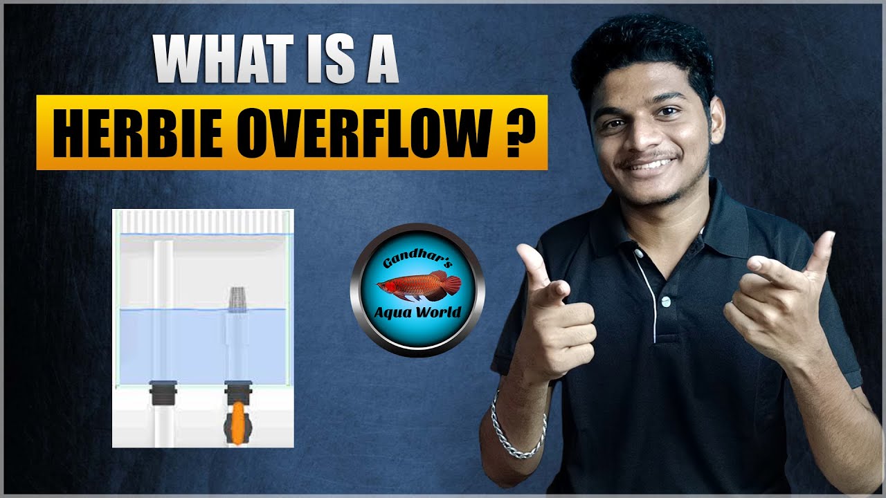 What is a Herbie Overflow in Aquarium | Types of Aquarium Overflows ...