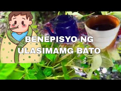 PAANO GAMITIN ANG ULASIMANG BATO? VLOG#12#herbal medicine#plants# ...