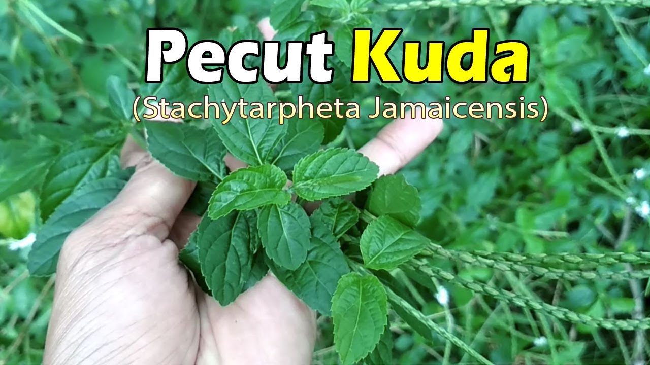 Tanaman Pecut Kuda dan Khasiatnya (Stachytarpheta Jamaicensis) - YouTube
