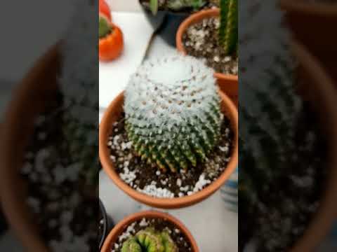 Kaktusler Nasil Cicek Acar