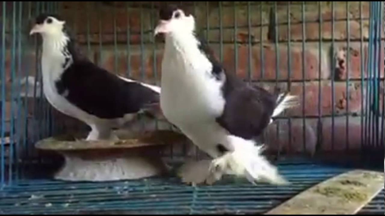 Black Siraji Pigeon - Birds And Animals Gallery - YouTube