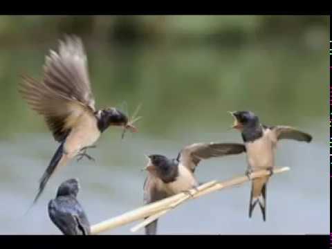 Çekemezsen gülün nazını,ne dikenine dokun,nede gülü incit By Daraske