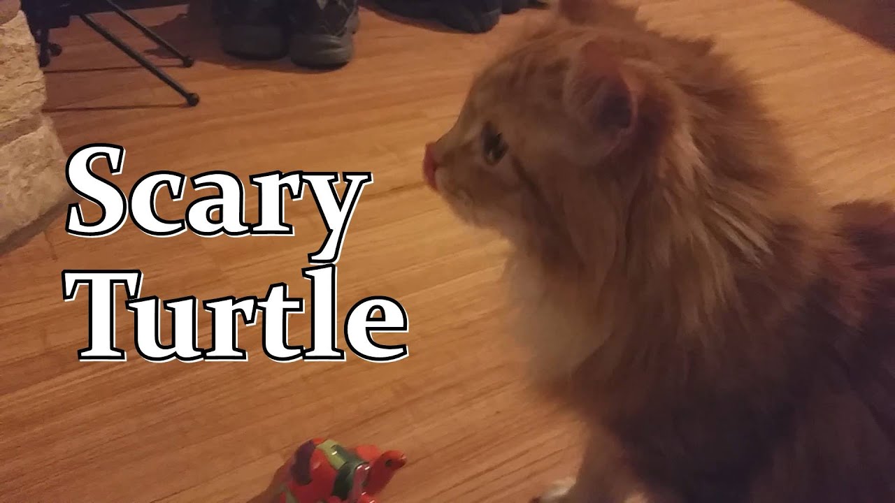 Scary Turtle - YouTube