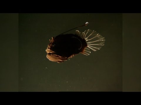 The Female Angler Fish's Strangest Appendage: The Male Angler Fish