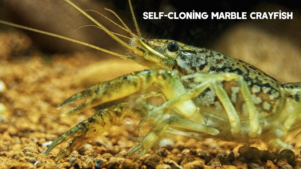 Self-Cloning Marble Crayfish | All About - YouTube