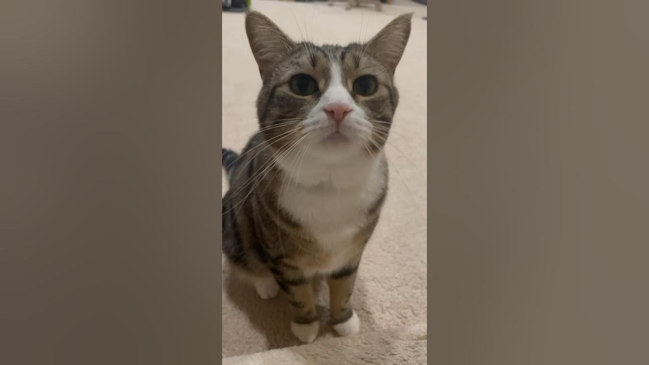 My cat wants to say something to me. - YouTube
