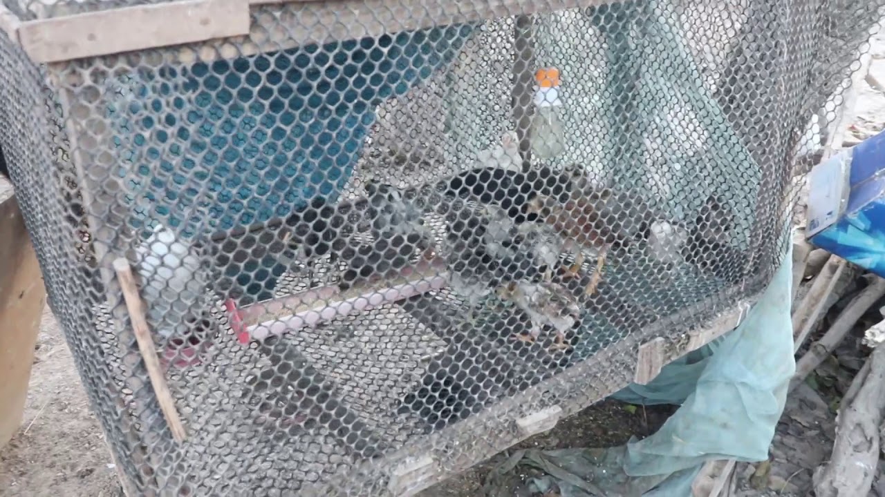 Tub ncu qe qaib qe os [Machine for Chicken farming - YouTube