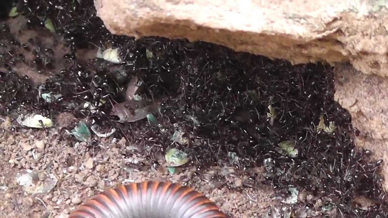 Ant War Battle Scene - YouTube