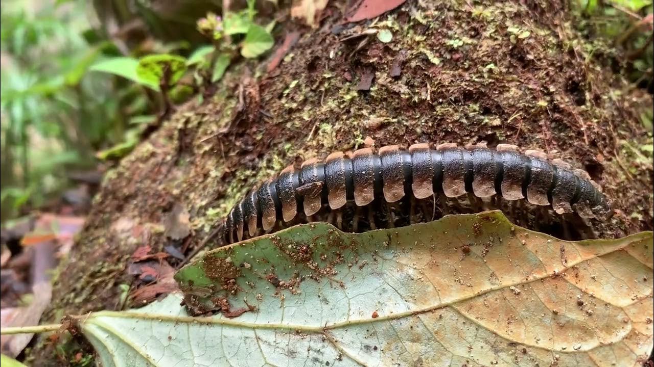 Giant armored millipede in Malaysia - YouTube