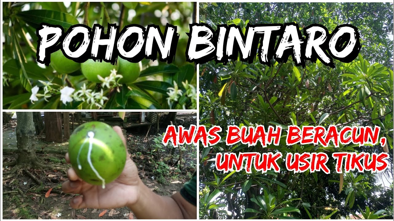 Pohon Bintaro | Pohon Peneduh Jalan yang Mengandung Racun - YouTube