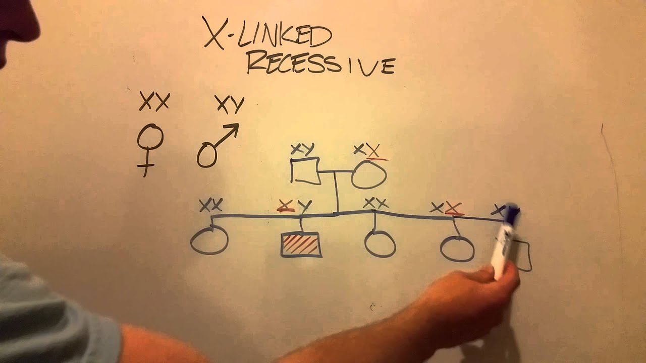 X Linked Recessive Pedigree Youtube 8 2 Human Inheritance Guest